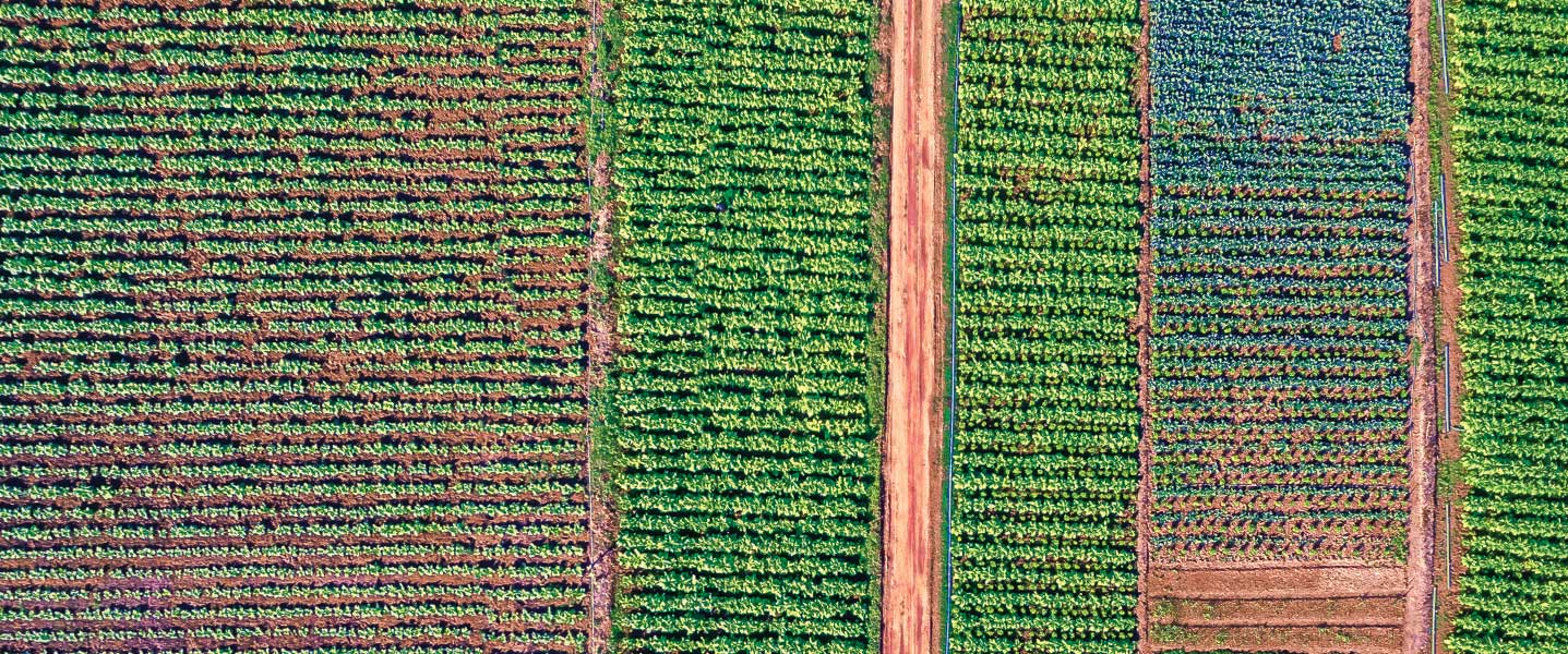 101 on Gene Editing in Food and Agriculture | Innovature