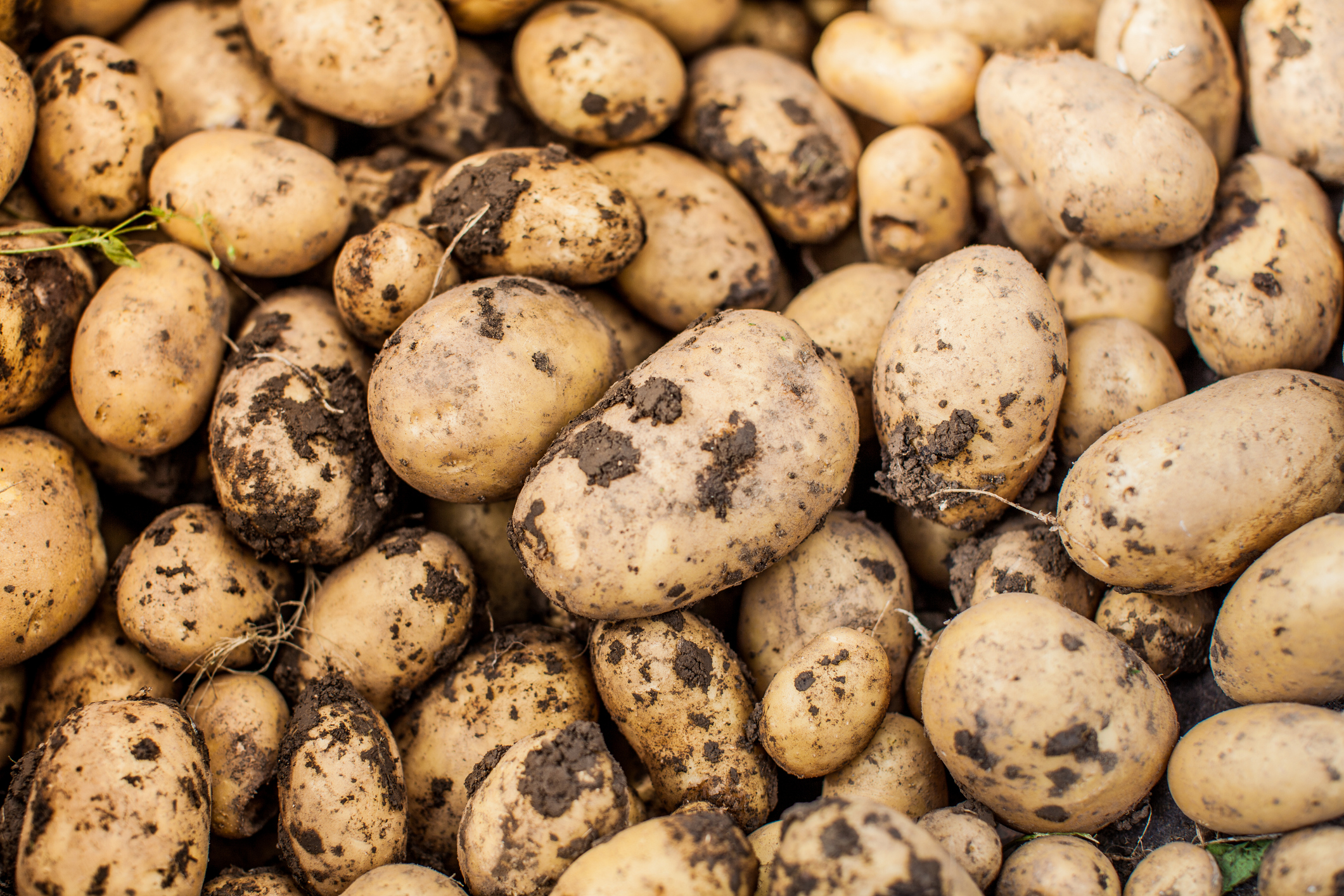 Meet Natalie Kaiser, a Scientist Harnessing the Power of Potatoes ...