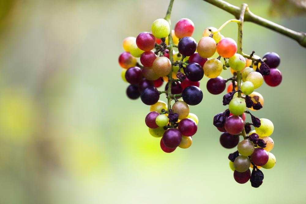 Gene-Edited Grapes Could Save Wine. Here’s How. | Innovature